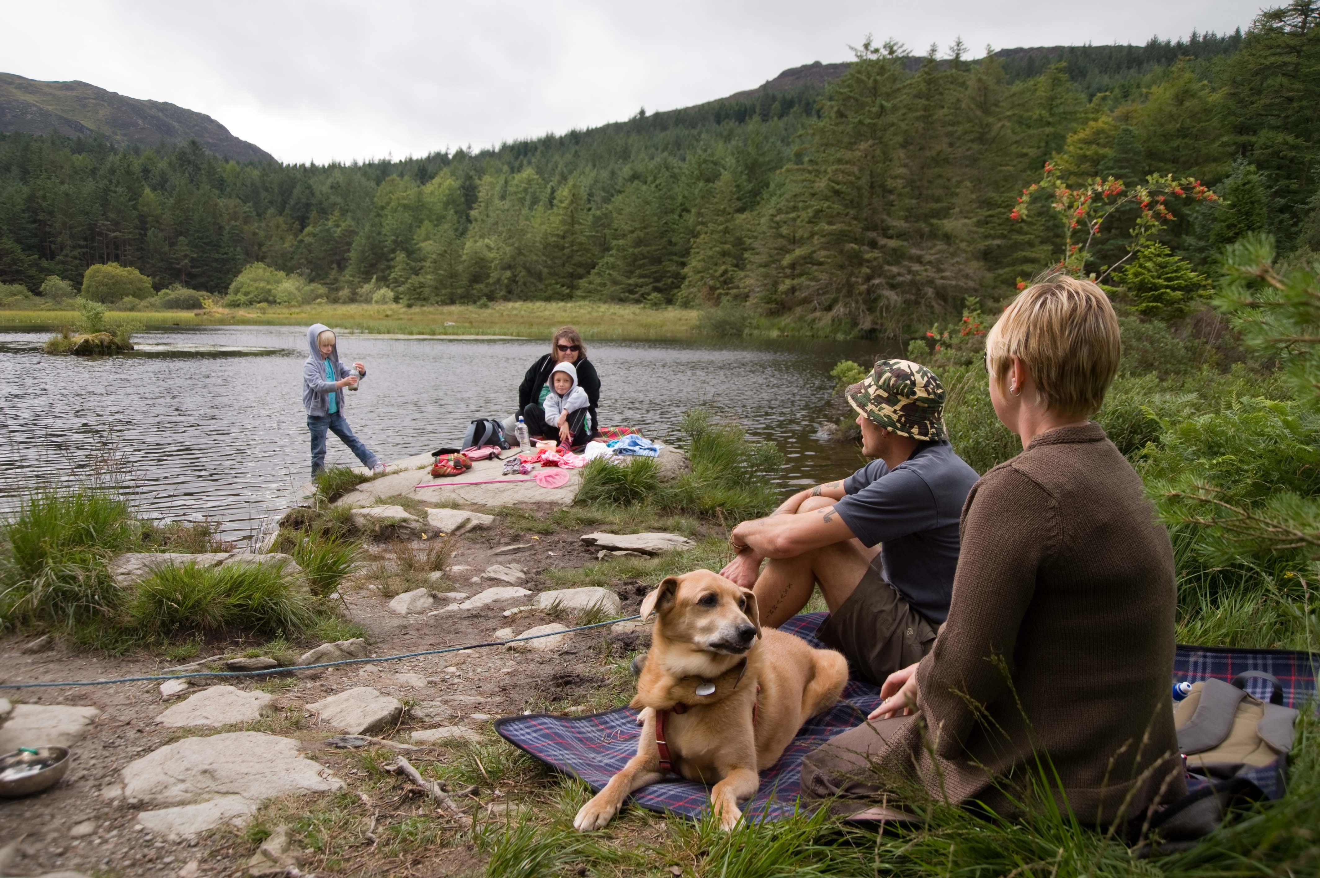 Natural Resources Wales / Beddgelert Forest, near Porthmadog
