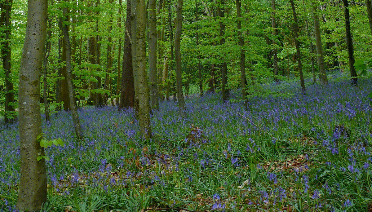 Natural Resources Wales / Cors Caron National Nature Reserve, near Tregaron